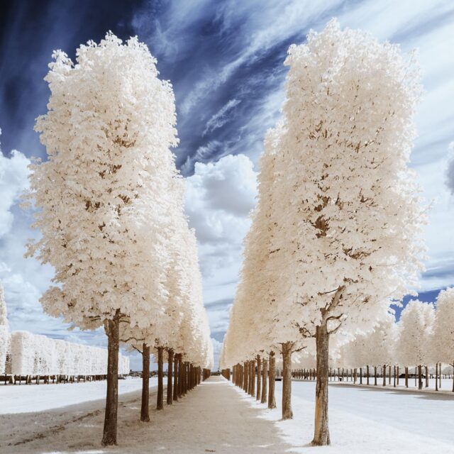 Débuter en photographie infrarouge en 2025 : le tutoriel de référence ...